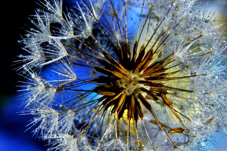Rob Innes – Dandelion Morning Dew – Print (Hnrs) | Wairarapa Camera Club